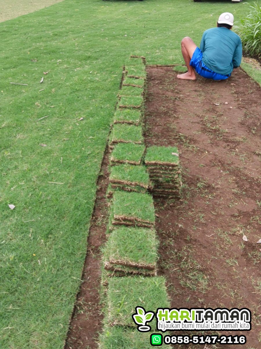 Rumput Lapangan Sepakbola Subang. Harga rumput lapangan stadion ...