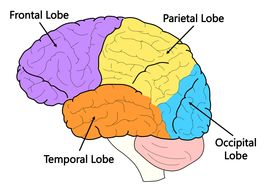 The Brain Needs 3 Types of Rest. Yes, the brain requires different ...
