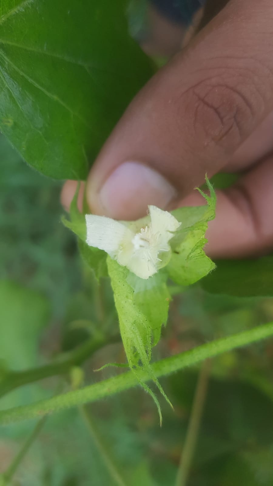 Using the Pomodoro Method for Emasculation and Pollination of Cotton ...
