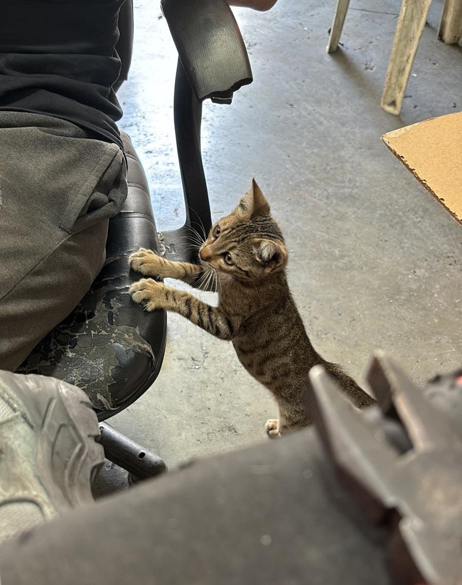 The Story of Brave. A few days ago a pregnant cat came in… | by Kerem Ağıröz | Catness | Medium