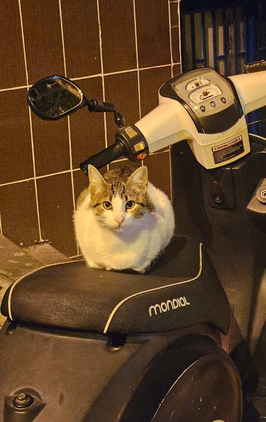 Motorcyclist Lucky. Today I will introduce you to lucky, a… | by Kerem Ağıröz | Catness | Oct ...