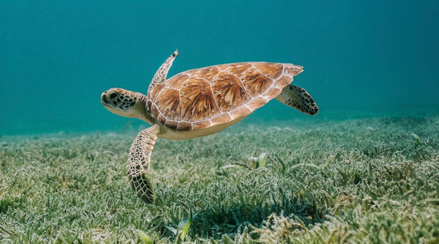 21 Endangered Marine Life Species | by Damian | Medium
