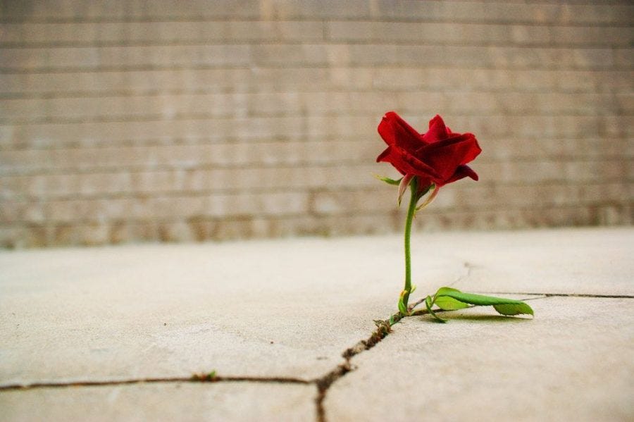THE ROSE THAT GREW FROM THE CONCRETE By WONDER CANINE Medium THE ROSE THAT GREW FROM THE CONCRETE By WONDER CANINE Medium