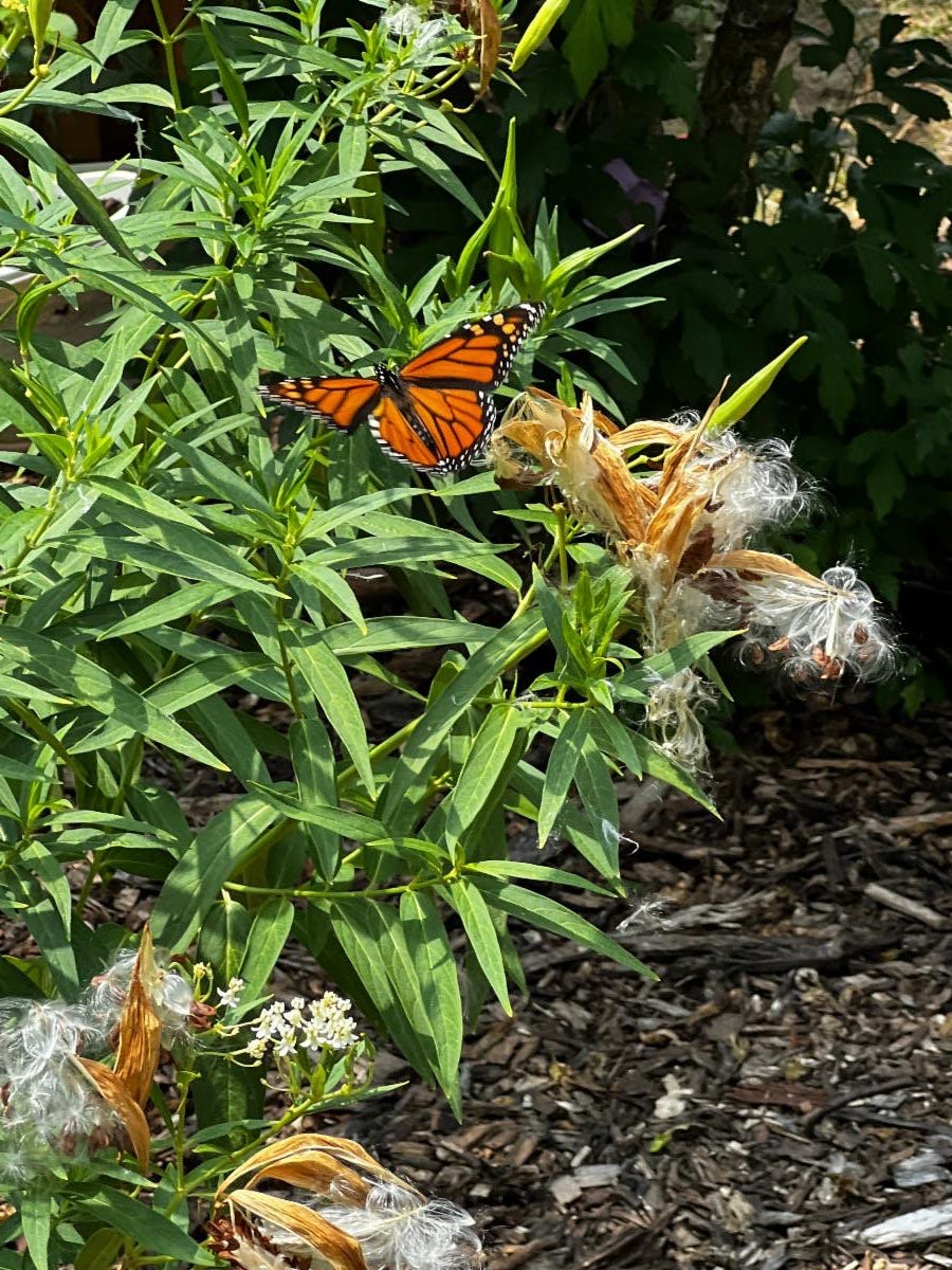 Six Steps to Save Our Monarchs. A guide to monarch-friendly gardening ...