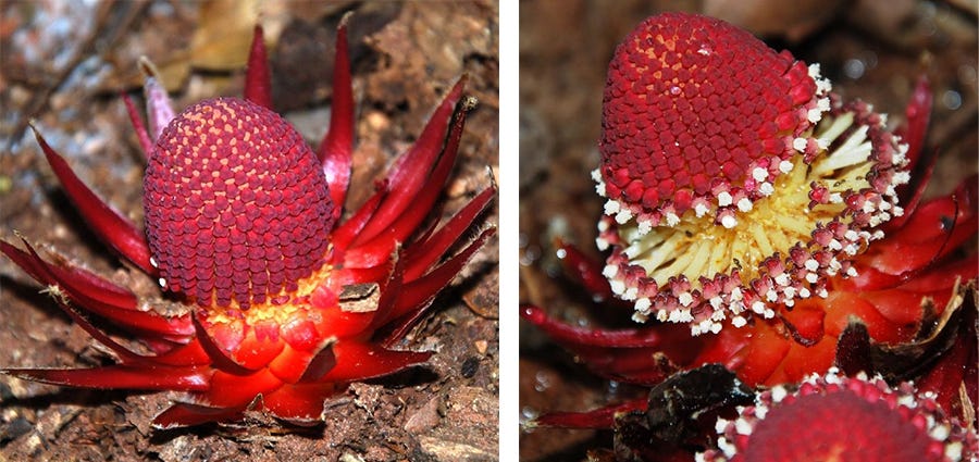 Creatures from the deep?. A poorly known genus of flowering… | by ...