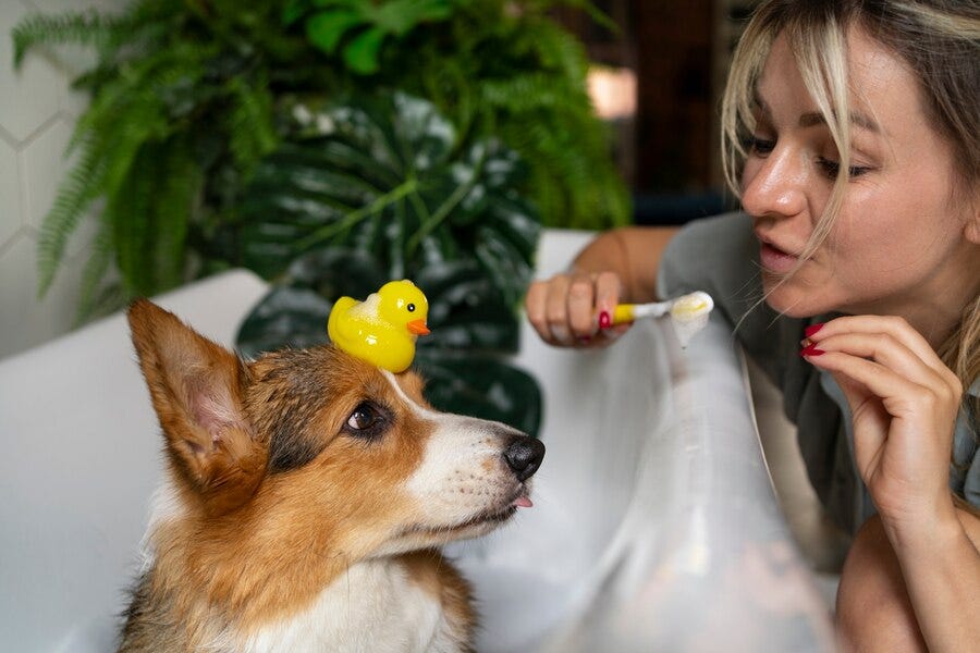 The Connection Between Oral Health and Overall Wellness in Pets | by ...