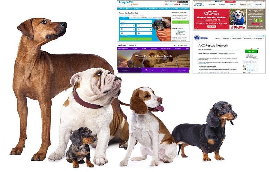 Ruff Ruff: Case Study. Overview | by Christian Hebert | Medium
