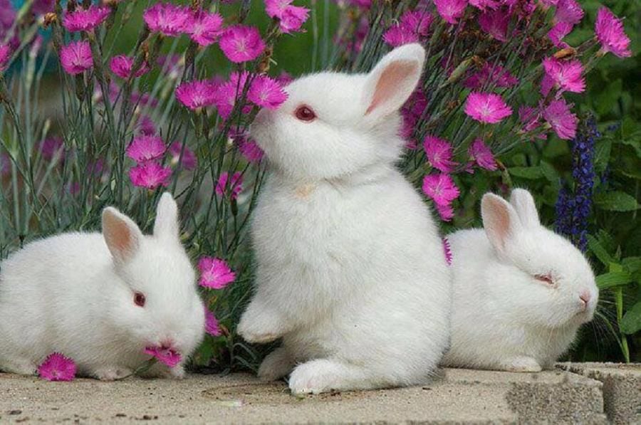 The Rabbit (Khargosh): An Insight into Its Life and Habits | by Shahid ...