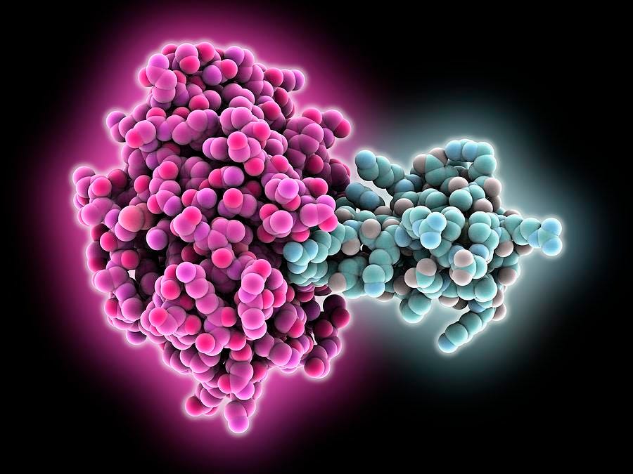 Deep Dive Into Trypsin: A Proteolytic Enzyme with Important Biological ...
