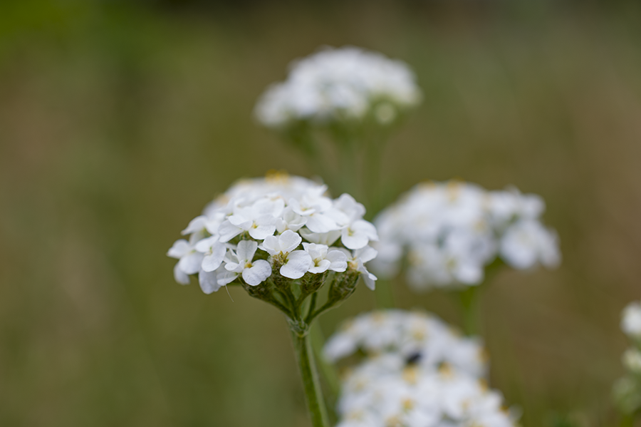 Focus Stacking. Here’s another example of focus… | by Frankie Benka ...