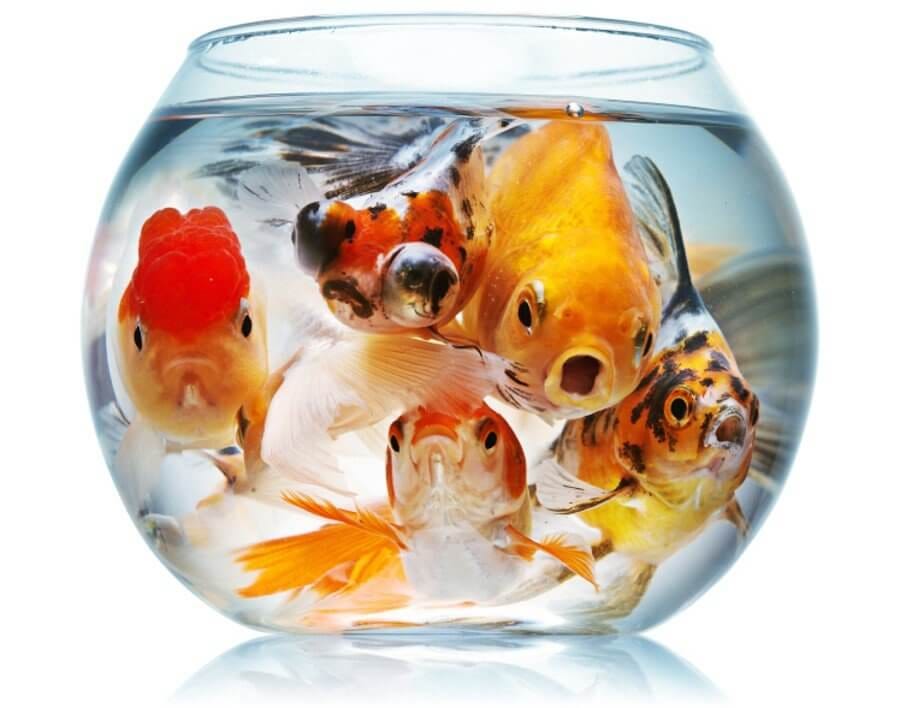 My Fish Bowl Made Of Brick. To be born is not a choice. To be born ...