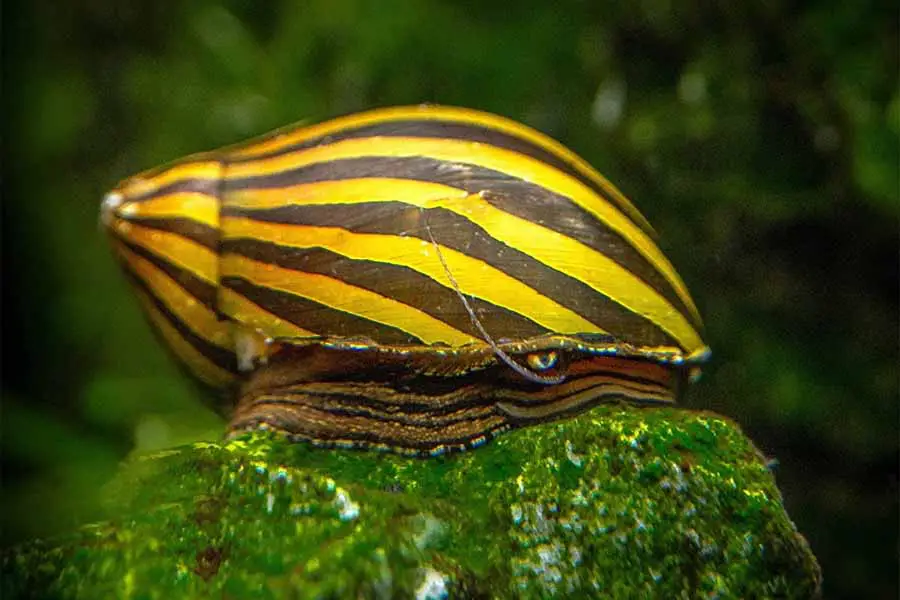 Caramujo Neritina: Um Guia Completo | by Mak Wercoutter | Medium