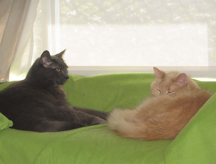 Katzzzz - Catness - Medium