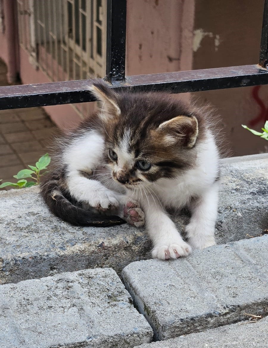 Violet: The Brave Kitten Of Our Neighborhood | by Kerem Ağıröz | Catness | Medium