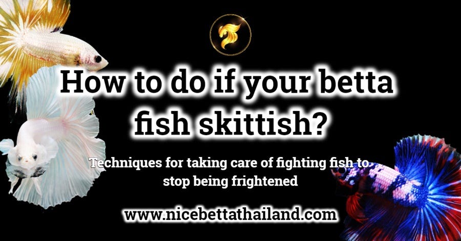 How to do if your betta fish skittish? - Nice Betta Thailand - Medium