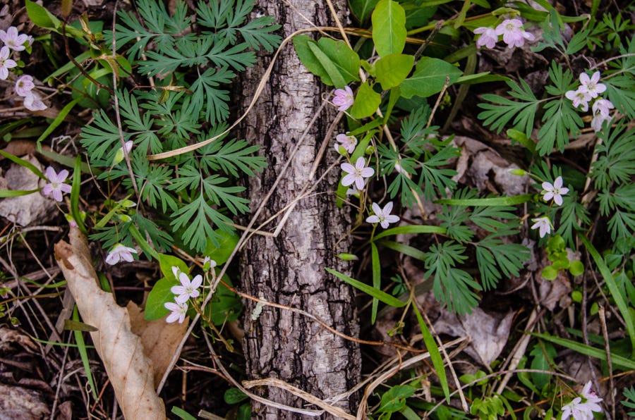 The return. In Virginia, Spring has barely begun | by Madison Artist ...