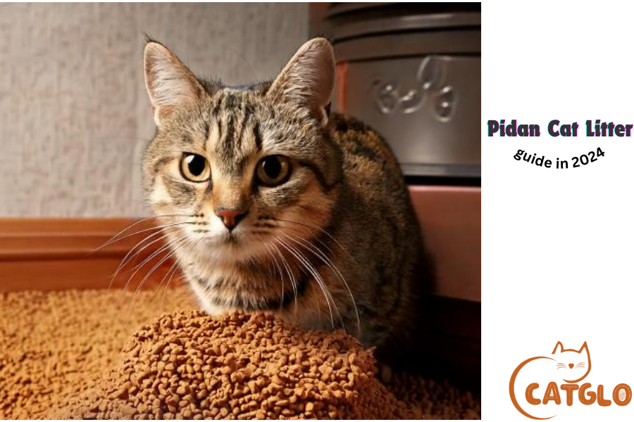 Pidan Cat Litter: A Complete Guide in 2024: | by catglo | Oct, 2024 | Medium
