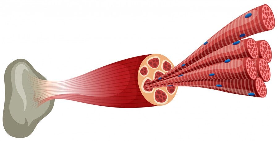 3 Important Factors That Contribute to the Development of Muscle Tissue | by Kristoffer Becker ...