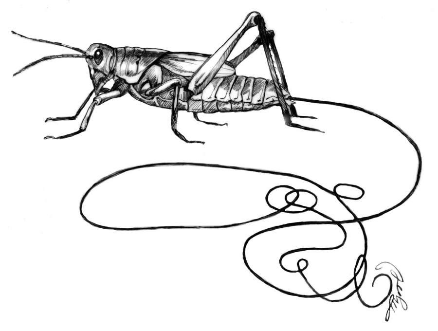 "The Curious Case of the Hairworm: How Parasites Manipulate Their Hosts ...