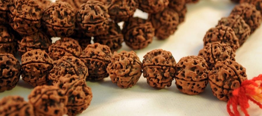 What Is Rudraksha All About!. The word Rudraksha has been derived… | by ...