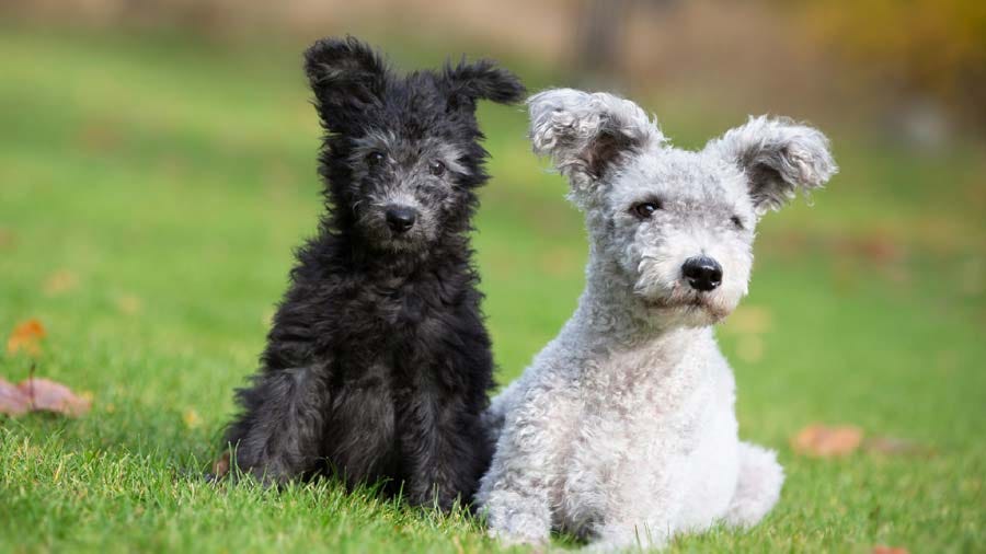 Pumi (Hungarian Herding Dog).. The Spirited Hungarian Herding Dog | by ...