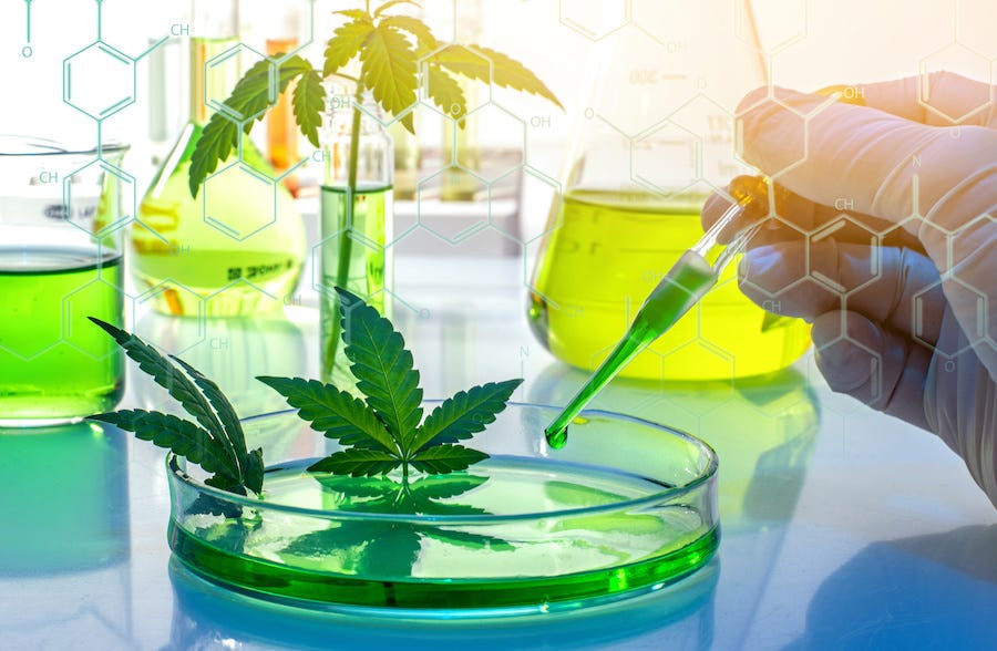 An Inside Look at the Harsh Restrictions for Cannabis Research in the ...
