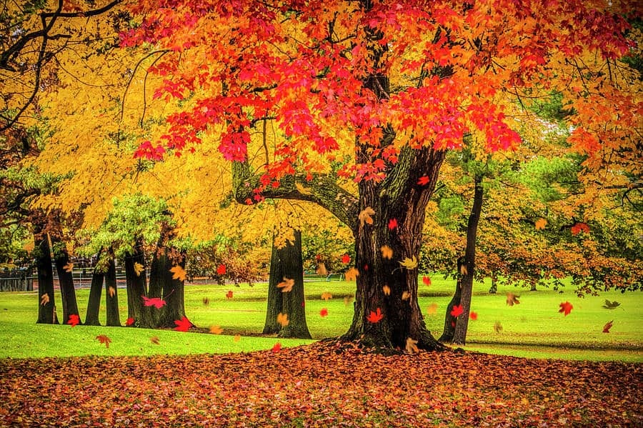 Autumn Wishes - Hannah LaDuke - Medium