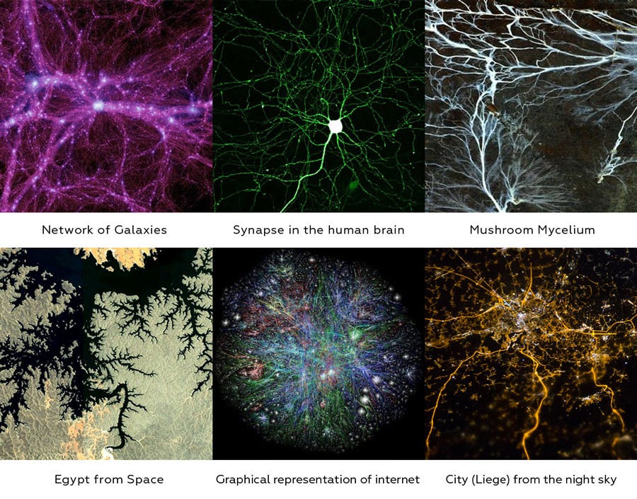 Interconnected Reality: Are Humans Homogeneous With Nature? | by Poppy ...