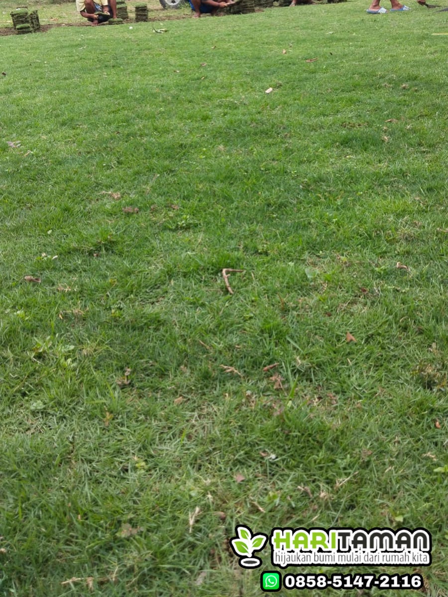 Jual Rumput Lapangan Tasikmalaya. Harga rumput lapangan stadion ...