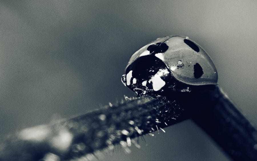 Strange bug ever in V8. Recently, I find out about a strange… | by ...