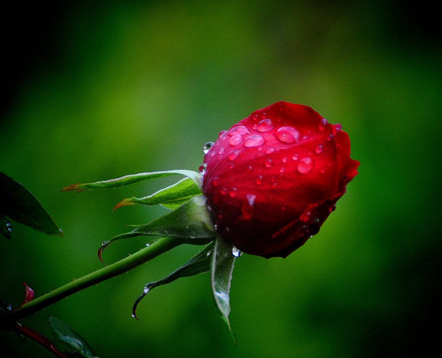 A rose that never bloomed…. While browsing through a flower… | by ...