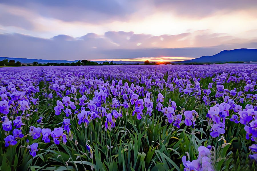 RSK “Iris” Network Upgrade is Coming | by Sergio Demian Lerner ...