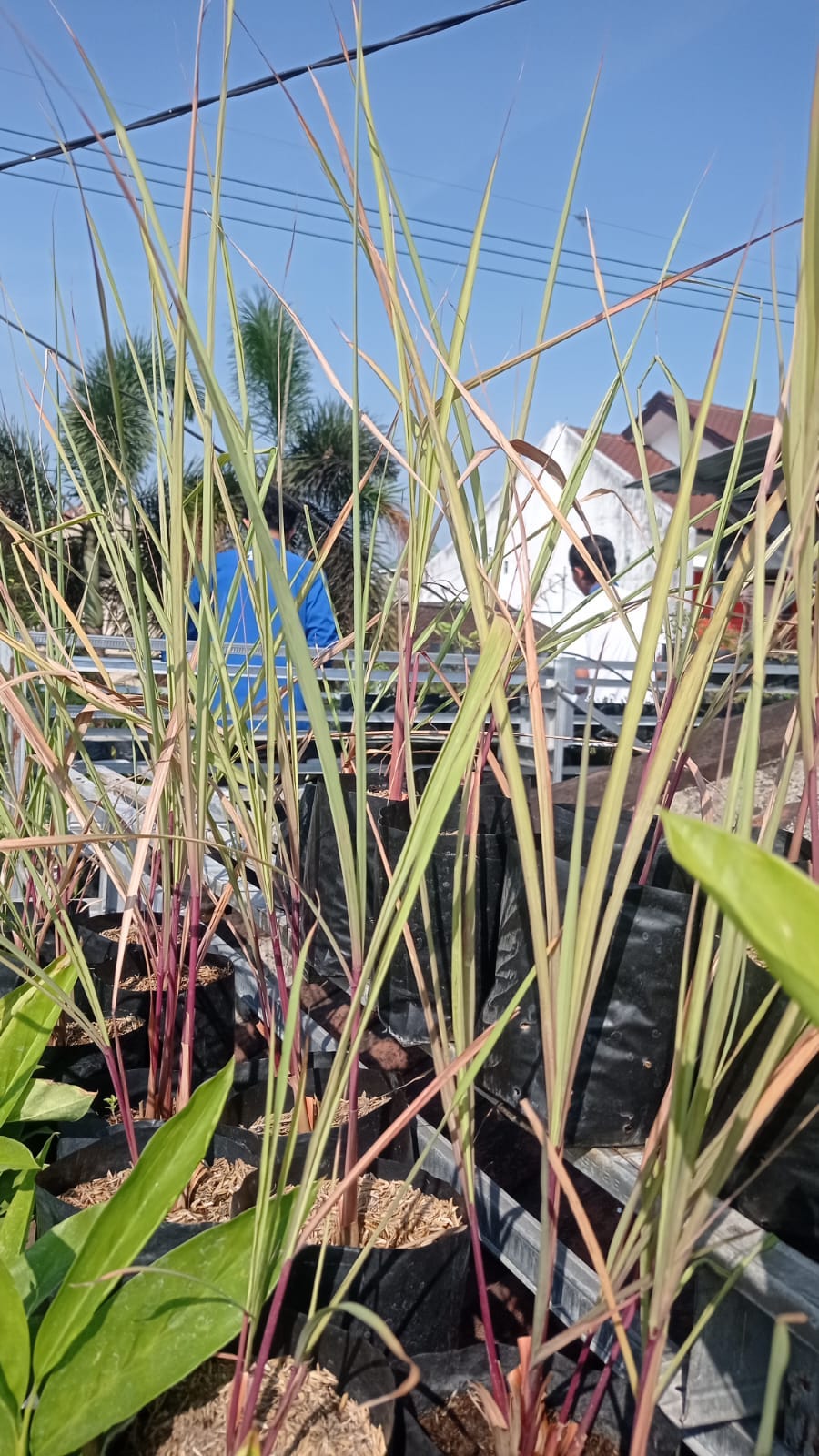 HERBAL!, WA 0813–5812–3335, Jual Tanaman Serai Merah Untuk Masak Malang ...