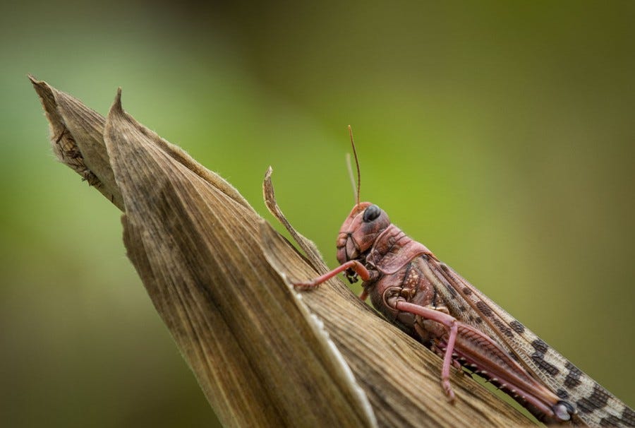 Dreaded locust swarm. From biblical times to the present day… | by ...