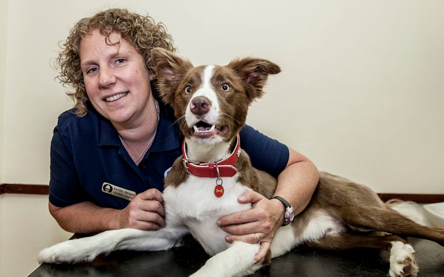 Visiting an Italian Veterinary Practice | by Rachel Thomas | Medium