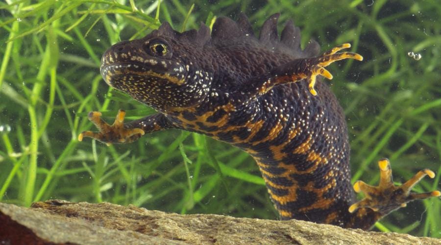 Politics and Nature: Great Crested Newts | by Tally | Medium
