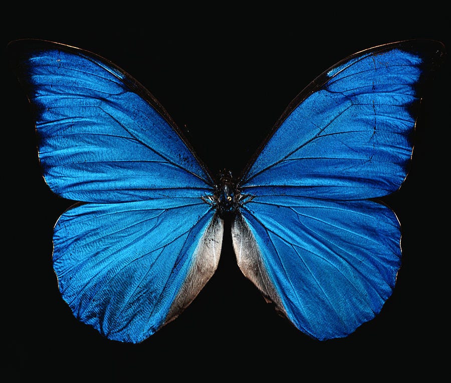 How a Tiny Choice Can Change Everything: The Butterfly Effect in ...