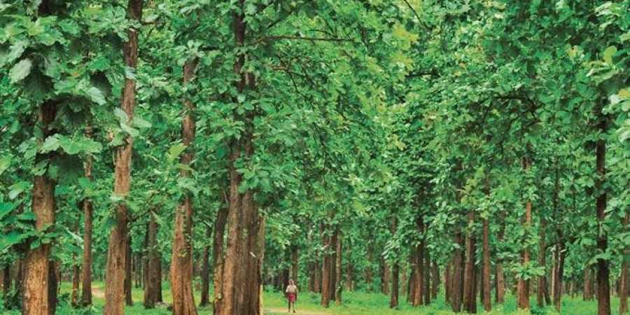 Random Forest (Easily Explained). (With Python implementation in depth!) | by Shubham Gupta | Medium