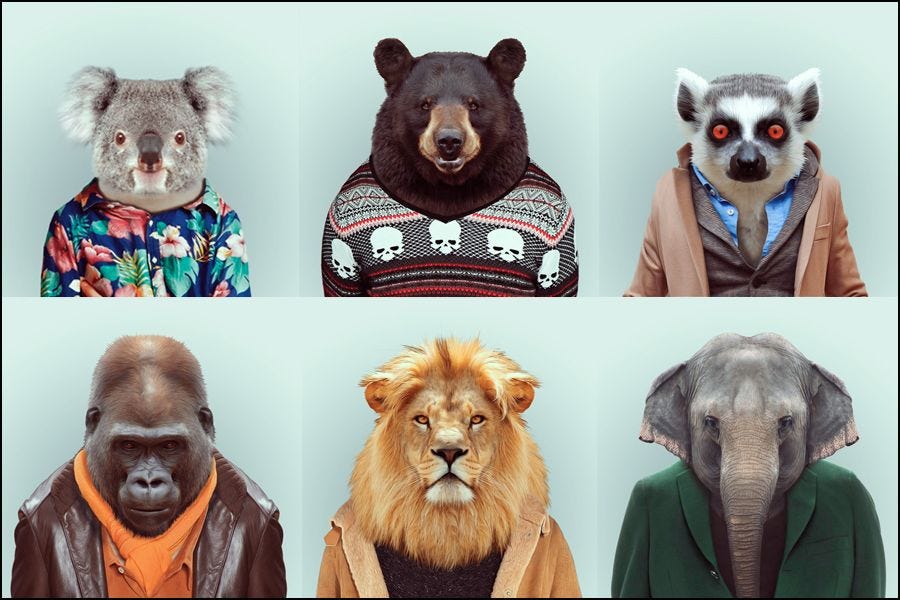 Managers as animals. Characteristics and Classifications | by Rob ...