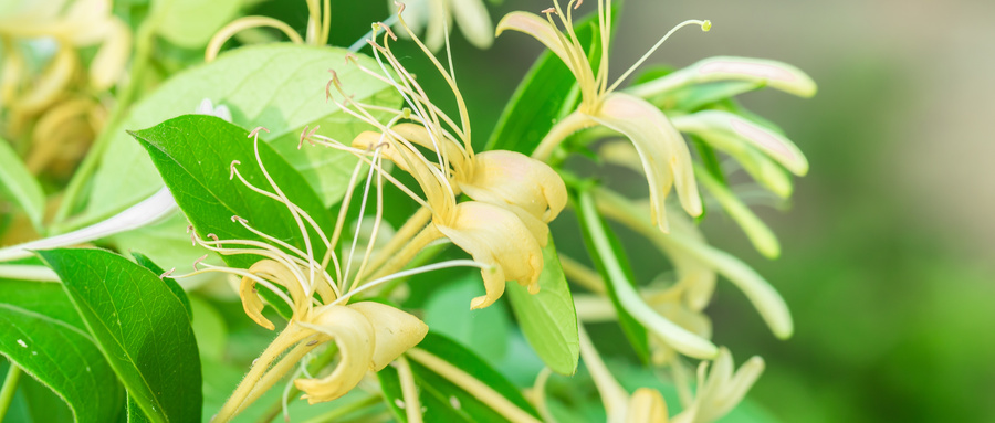 The Complete Guide to Harnessing the Powerful Healing Properties of ...