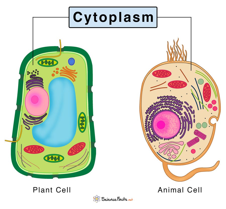 Cytoplasm. (Introduction, Structure, components… | by Nazrahussain | Medium