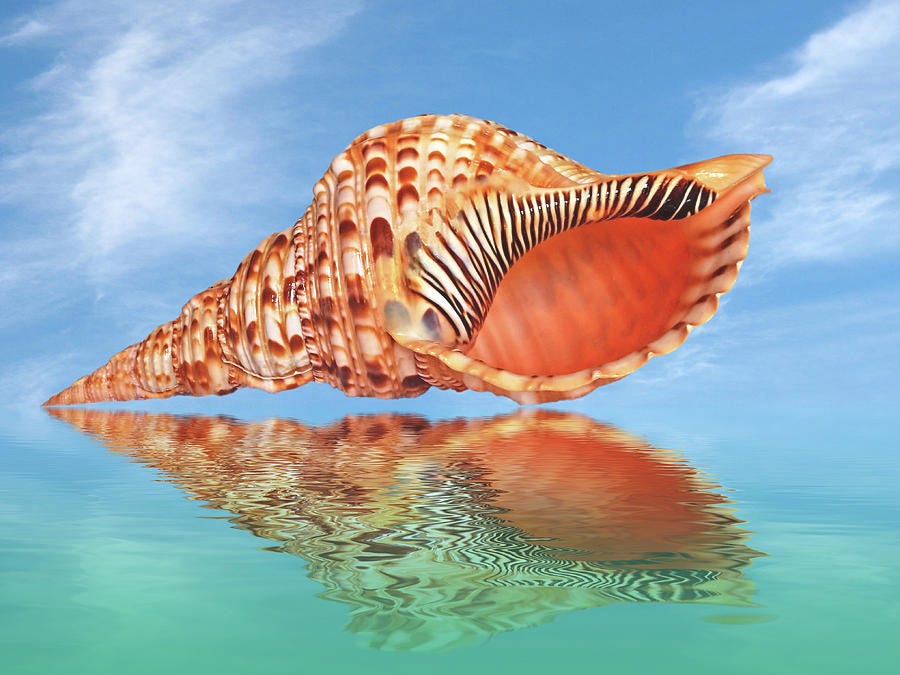 TRITON — a god of the sea! - Triton Maldives - Medium