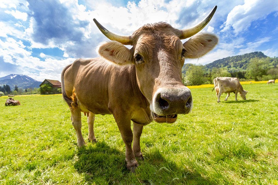 The Anatomy Of A Cows Stomach. Within a cows stomach Area, you will ...