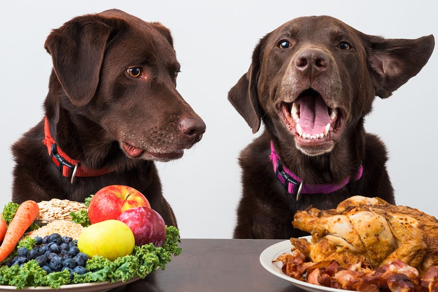 A Dog’s Favorite Foods. #4 will surprise you | by Annie O'Brien ...