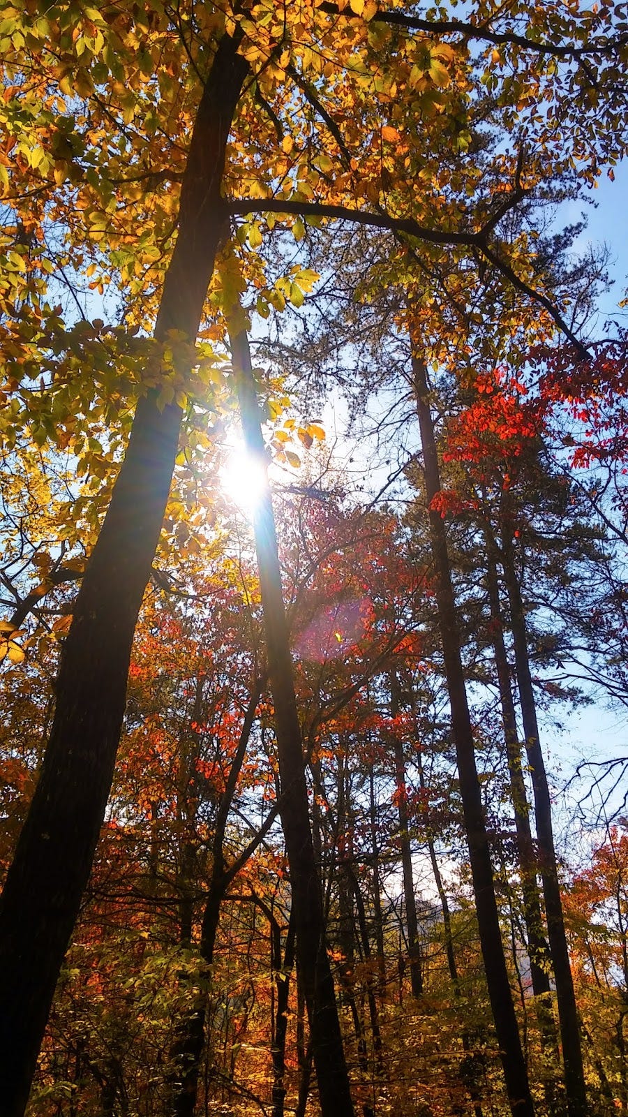 What Autumn Can Teach Us About Stress Relief | by Hope S | Medium