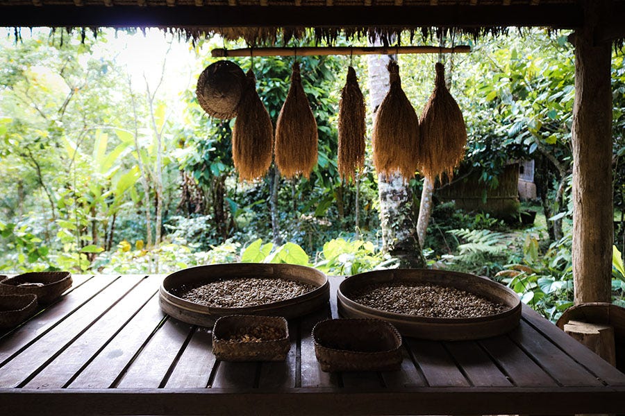 buy luwak Discovering the Unique World of Kopi Luwak: A Coffee Lover’s ...