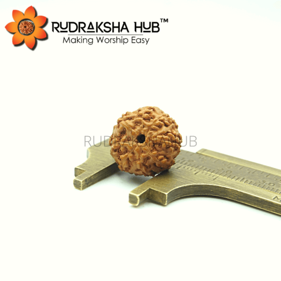 8 Mukhi Rudraksha (Indonesian) - Rudrakshahub - Medium