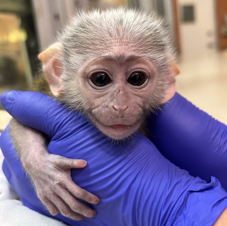 The Intriguing World of Monke­ys: | by Animal Love | Jul, 2024 | Medium