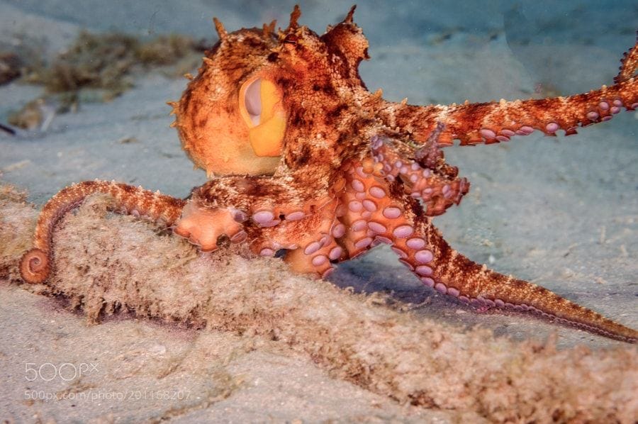 How to Catch an Octopus. Ok kids, today’s word of the day is… | by Mike ...