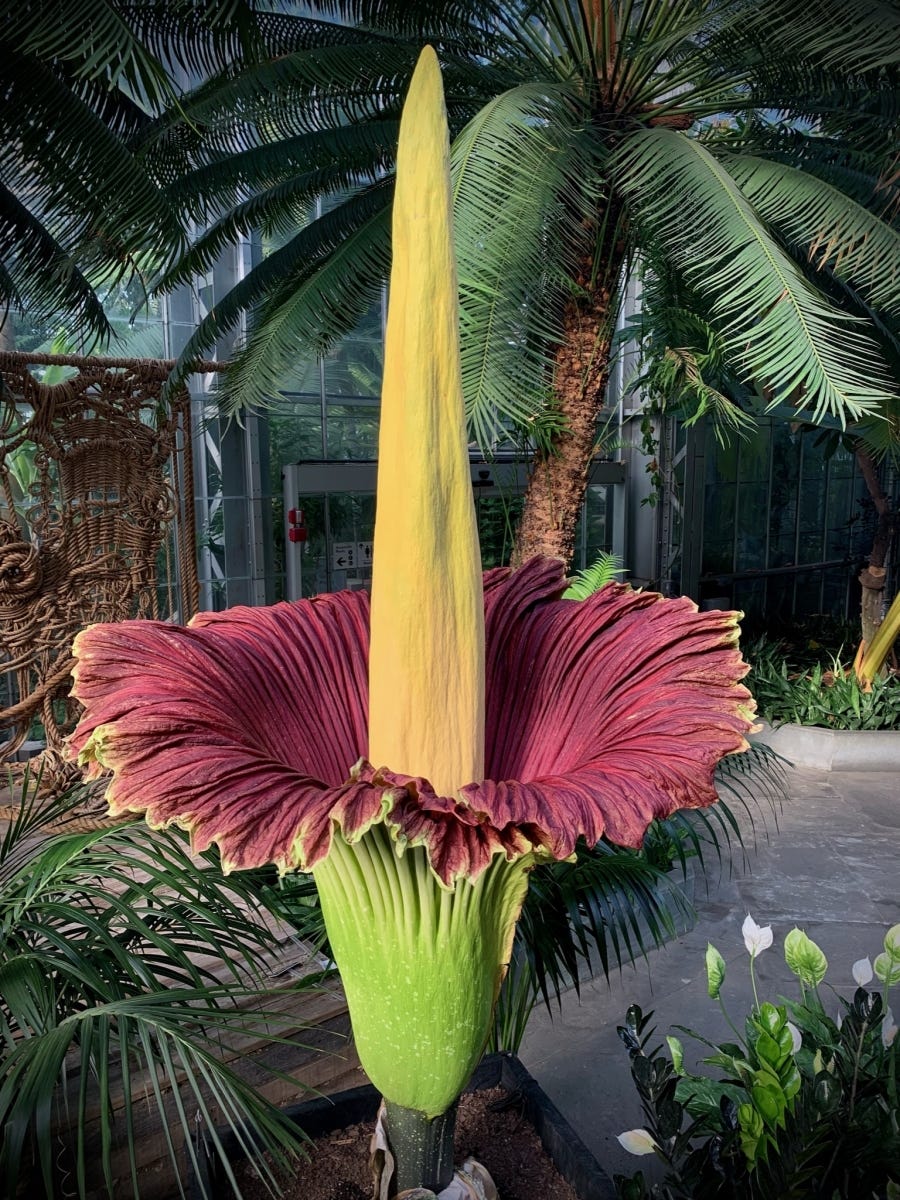 THE CORPSE FLOWER Have you heard? A rare Corpse flower is blooming ...
